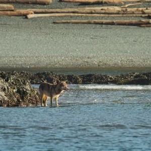 Island of the Sea Wolves - Rotten Tomatoes