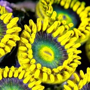 Chasing Coral - Rotten Tomatoes