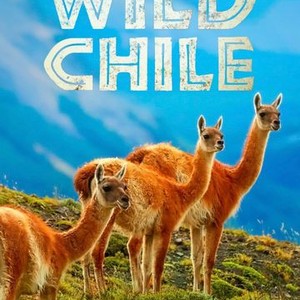 Wild Chile - Rotten Tomatoes