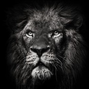 Roar - Rotten Tomatoes