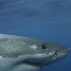 Psycho Shark - Rotten Tomatoes