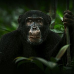 Chimp Empire: Season 1, Episode 1 - Rotten Tomatoes