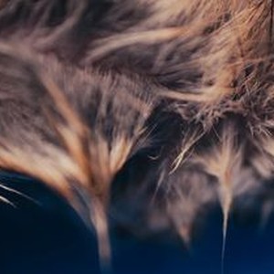 Masking Threshold - Rotten Tomatoes