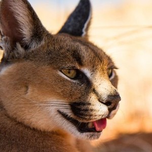 Speed Kills - Rotten Tomatoes