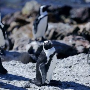 Penguin Hospital - Rotten Tomatoes