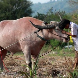Buffalo Rider - Rotten Tomatoes