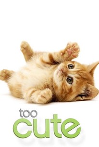 Too Cute! - Rotten Tomatoes