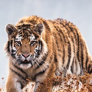 World Wild Web: Season 1, Episode 1 - Rotten Tomatoes