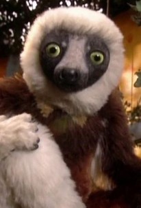Zoboomafoo: Season 2, Episode 8 | Rotten Tomatoes