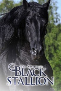 The Adventures of the Black Stallion: Season 1 | Rotten Tomatoes