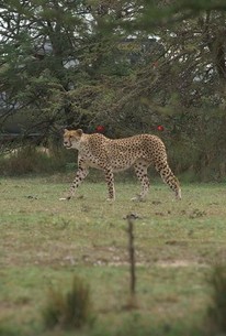 Chasing the Rains: Season 1, Episode 4 | Rotten Tomatoes