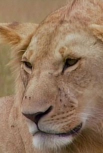 Big Cat Diary: Season 1, Episode 2 | Rotten Tomatoes