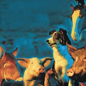 Animal Farm - Rotten Tomatoes