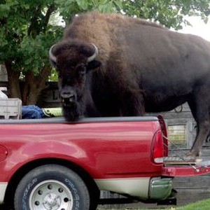 Preposterous Pets - Rotten Tomatoes