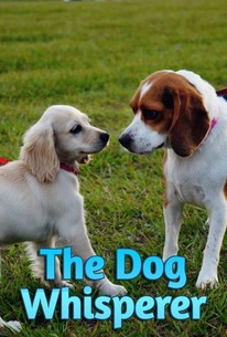 The Dog Whisperer | Rotten Tomatoes