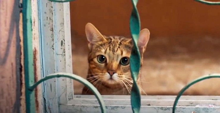 Meow - Rotten Tomatoes