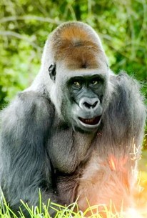 The Zoo: Season 1, Episode 1 | Rotten Tomatoes