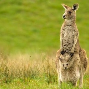 Animal - Rotten Tomatoes