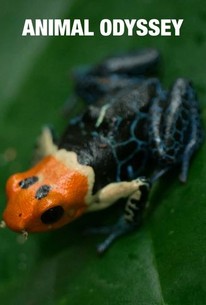 Animal Odyssey | Rotten Tomatoes