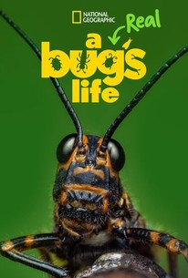 A Real Bug's Life: Season 1, Episode 5 | Rotten Tomatoes