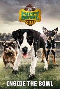 Puppy Bowl: Inside the Bowl | Rotten Tomatoes