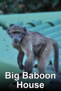 Big Baboon House | Rotten Tomatoes