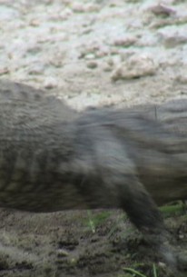 Python Hunters: Season 2, Episode 4 | Rotten Tomatoes