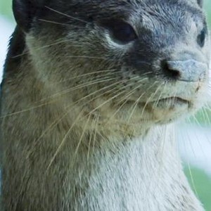 Otter Dynasty: Season 1, Episode 5 - Rotten Tomatoes