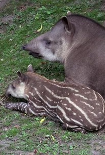 72 Cutest Animals: Season 1, Episode 7 - Rotten Tomatoes