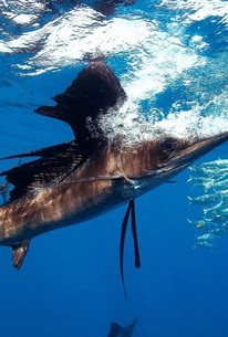 Secret Life of Predators: Season 2, Episode 2 | Rotten Tomatoes