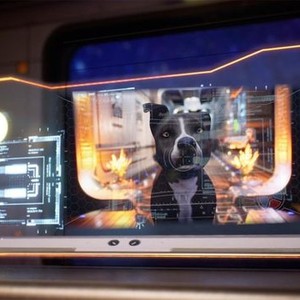 Wonder Dogs - Rotten Tomatoes