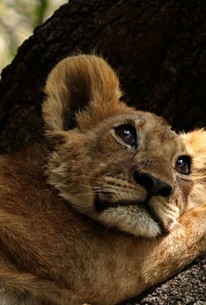 Secret Life of Predators: Season 1, Episode 4 | Rotten Tomatoes