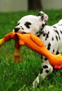 Too Cute!: Season 2, Episode 4 | Rotten Tomatoes