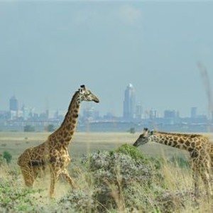 Breaking Boundaries: The Science Of Our Planet - Rotten Tomatoes