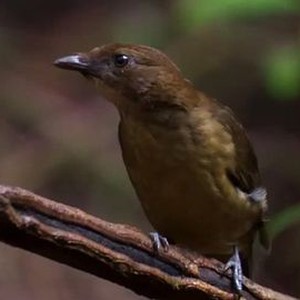 Andy's Wild Adventures: Season 2, Episode 14 - Rotten Tomatoes