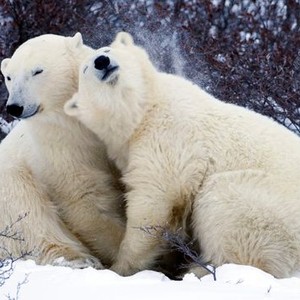 Nature's Most Amazing Events - Rotten Tomatoes