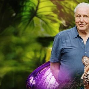 Life in Color With David Attenborough - Rotten Tomatoes