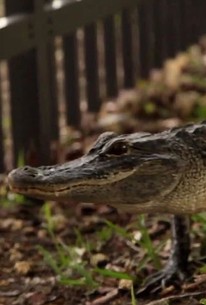 Swamp Wars: Season 1, Episode 3 | Rotten Tomatoes