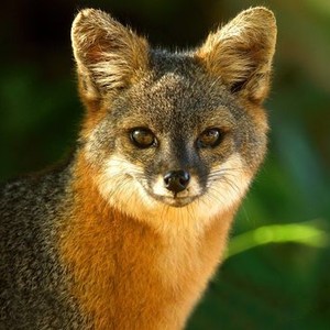 America's National Parks: Season 2, Episode 5 - Rotten Tomatoes