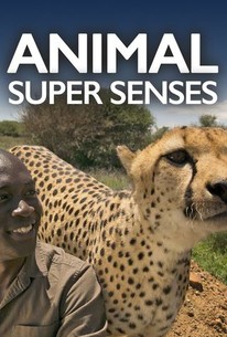 Animal Super Senses - Rotten Tomatoes