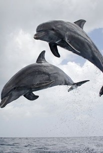 Dolphins: Spy in the Pod: Season 1, Episode 1 - Rotten Tomatoes