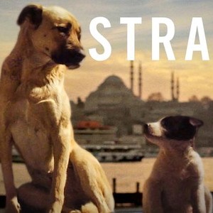 Stray - Rotten Tomatoes