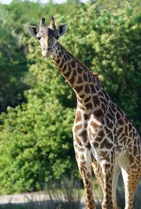 Magic of Disney's Animal Kingdom: Season 2, Episode 1 - Rotten Tomatoes