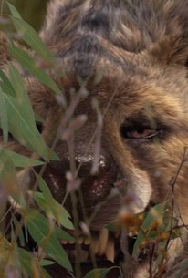 Prehistoric Predators: Season 1, Episode 6 | Rotten Tomatoes
