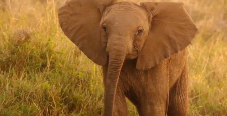 The Ivory Game - Rotten Tomatoes