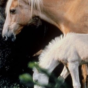 The Silver Brumby - Rotten Tomatoes