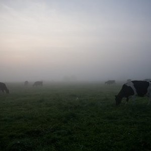 The Moo Man - Rotten Tomatoes