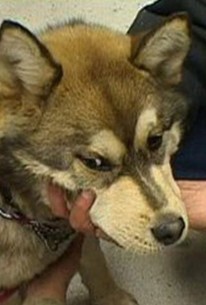 Animal Cops: Detroit: Season 4, Episode 11 - Rotten Tomatoes