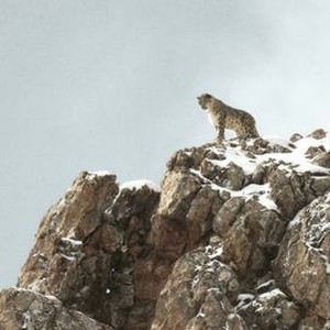 The Velvet Queen - Rotten Tomatoes