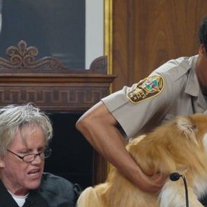 Gary Busey, Pet Judge - Rotten Tomatoes